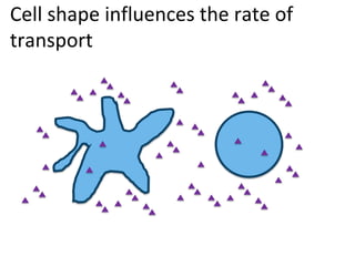 Gradients and membrane transport visual aids | PPT