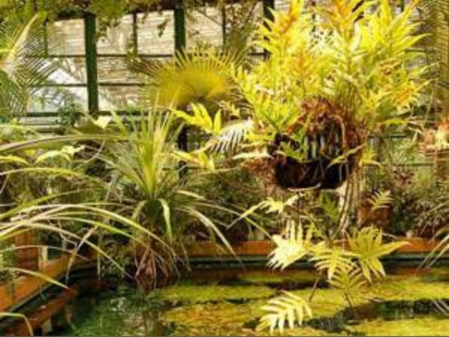 Gradina Botanica | PPTX