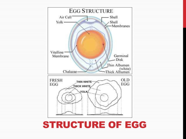 Grading and quality parameters of eggs | PPTX
