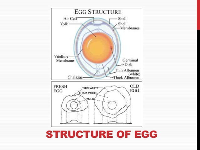Grading and quality parameters of eggs