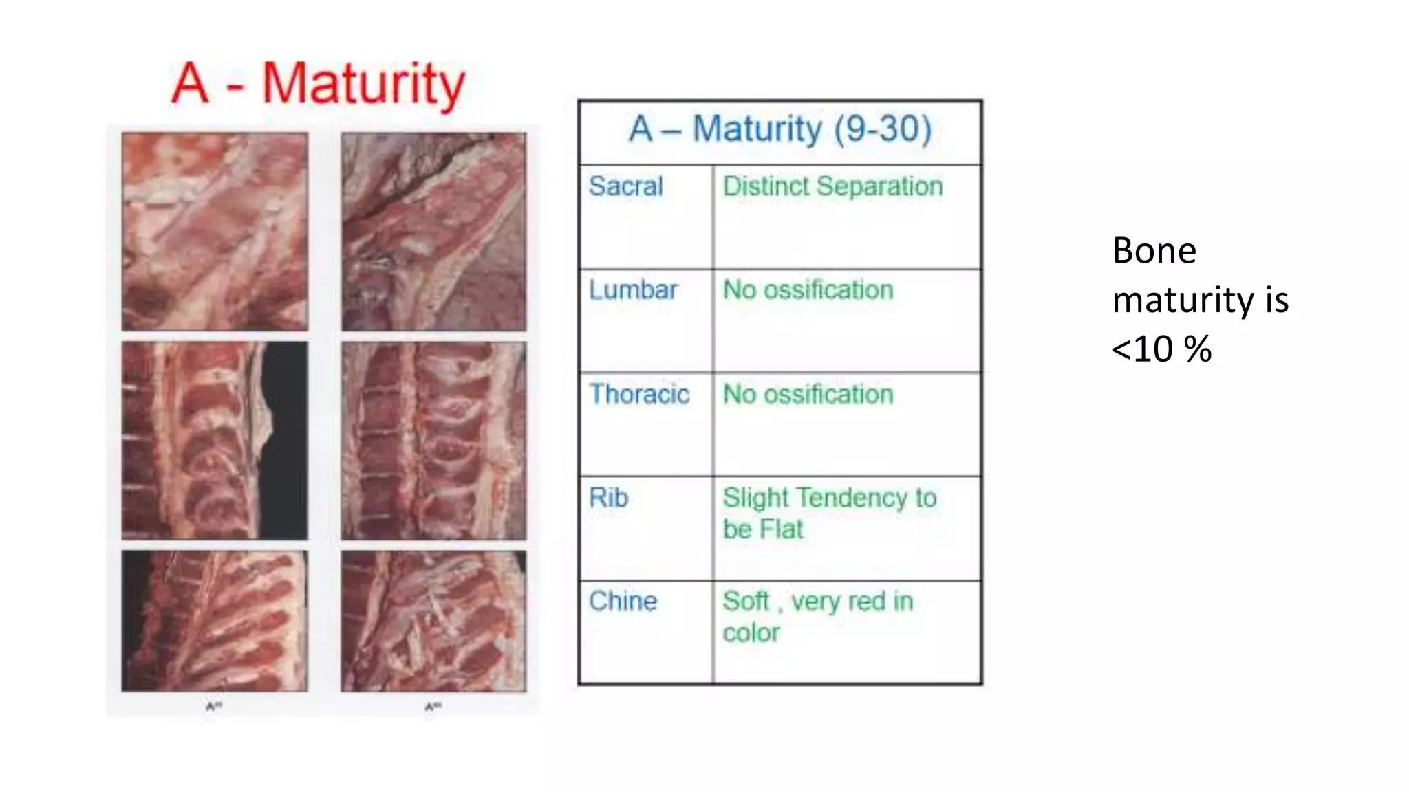 Grading judging and fabrication of meat carcass | PPTX