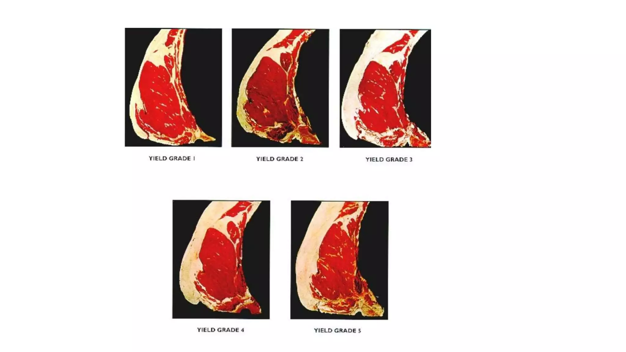 Grading judging and fabrication of meat carcass | PPTX