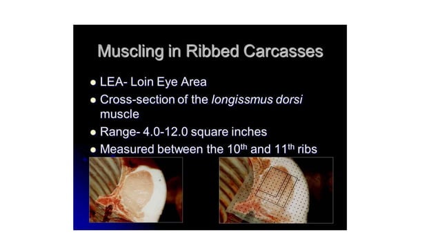 Grading judging and fabrication of meat carcass | PPTX | Agriculture ...