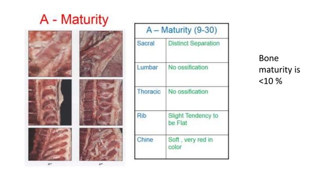 Grading judging and fabrication of meat carcass | PPTX | Agriculture ...