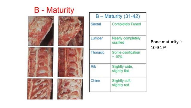 Grading Judging And Fabrication Of Meat Carcass Ppt