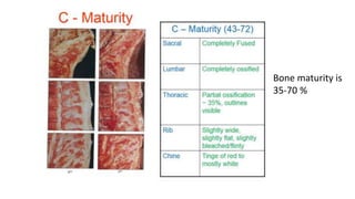 Grading judging and fabrication of meat carcass | PPTX