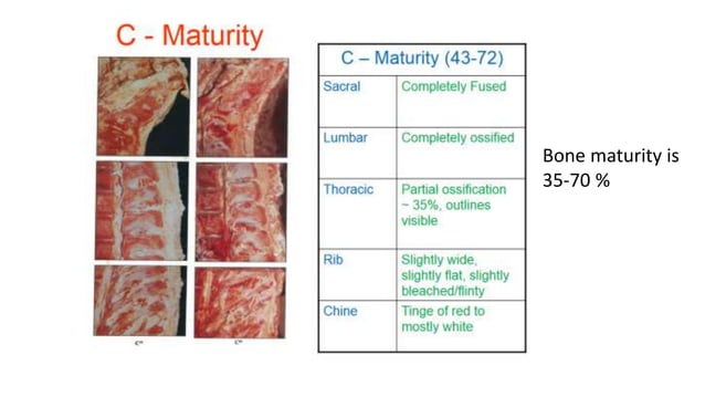 Grading judging and fabrication of meat carcass | PPTX | Agriculture ...