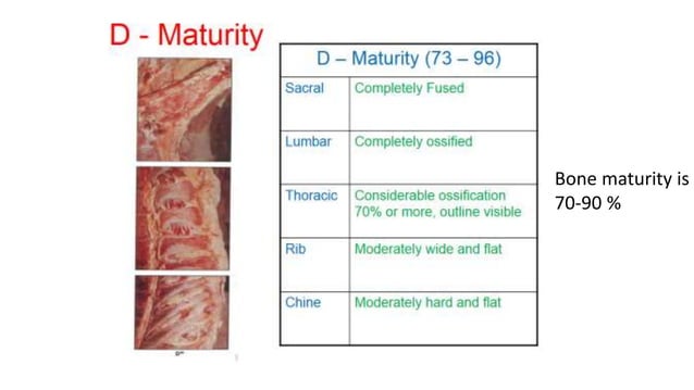 Grading judging and fabrication of meat carcass | PPTX | Agriculture ...