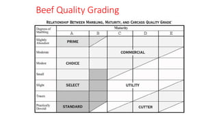 Grading judging and fabrication of meat carcass | PPTX