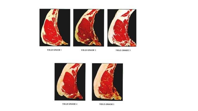 Grading judging and fabrication of meat carcass | PPTX | Agriculture ...