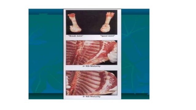 Grading judging and fabrication of meat carcass | PPTX | Agriculture ...