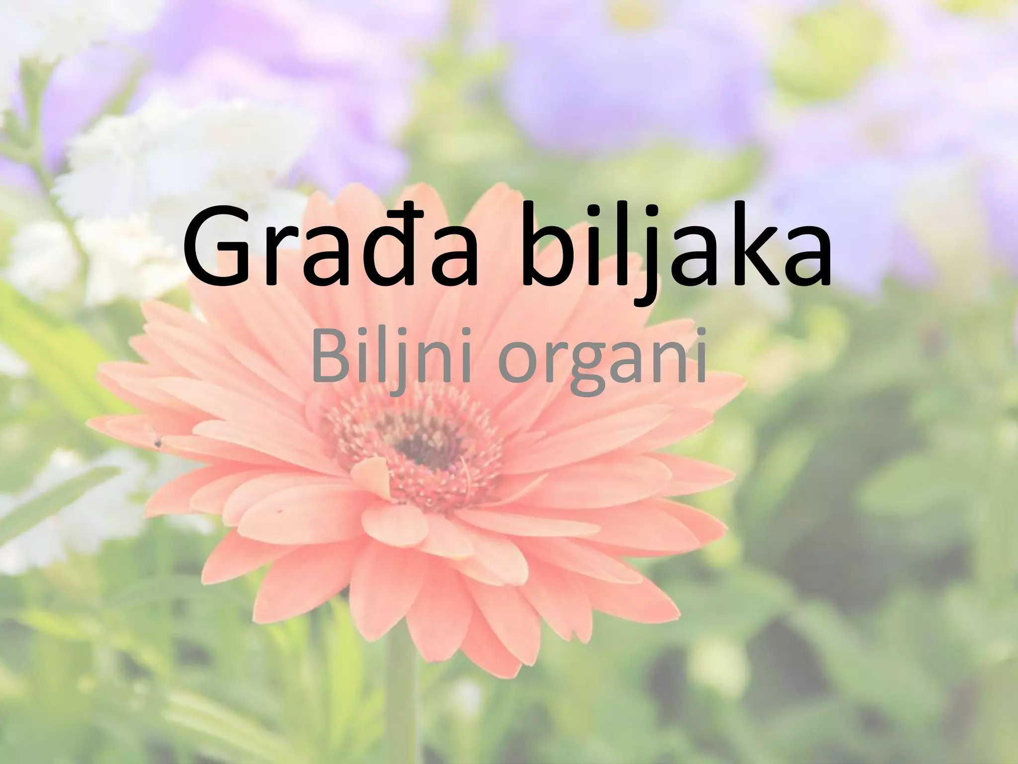 Gradja biljaka | PPTX