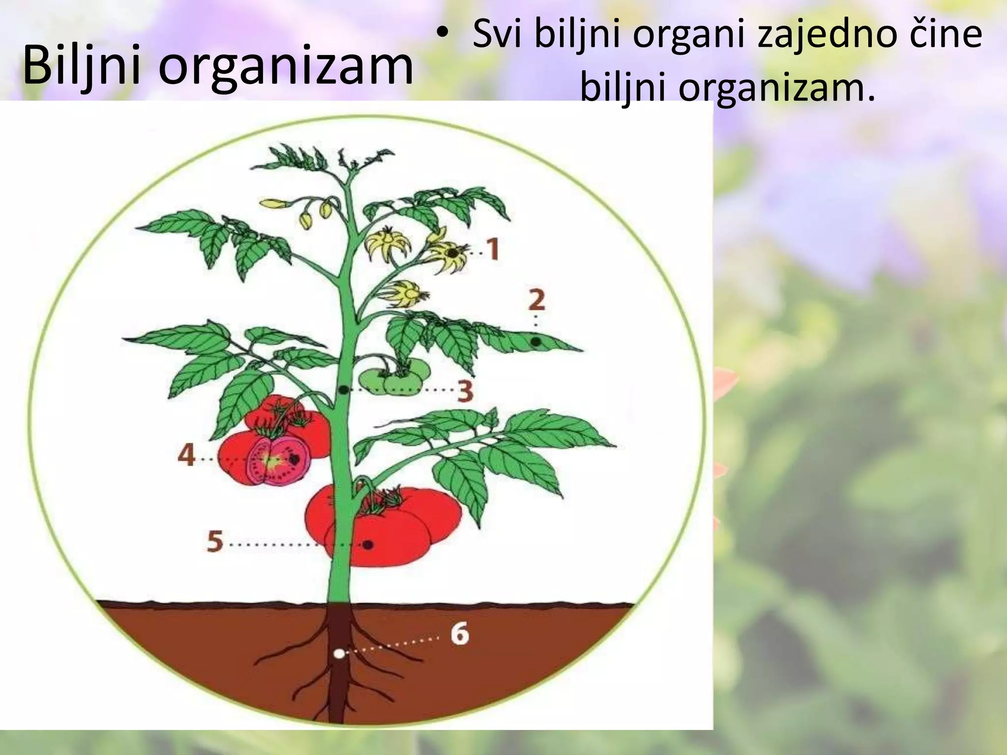 Gradja biljaka | PPTX