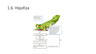 Gradja čoveka | PPTX