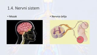Gradja čoveka | PPTX