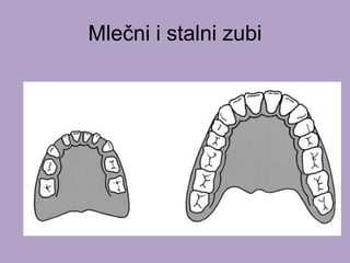 Gradja i vrste zuba | PPTX