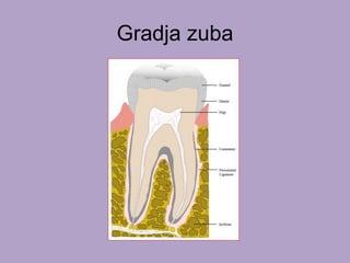 Gradja i vrste zuba | PPTX