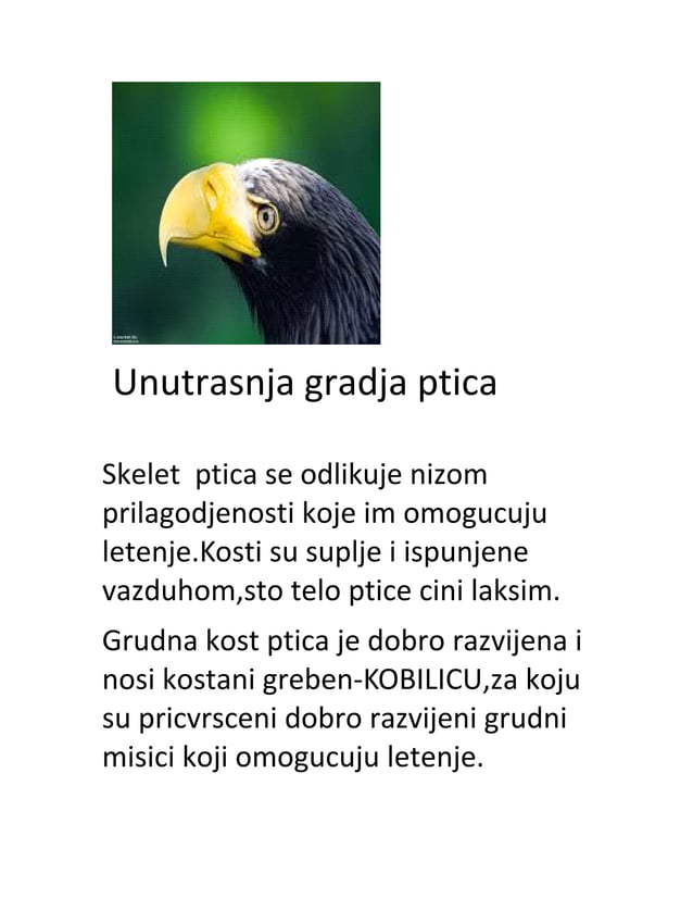 Gradja ptica (p) | RTF