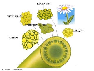 Gradja stabla 2013 | PPT