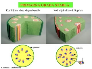 Gradja stabla 2013 | PPT