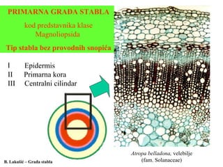 Gradja stabla 2013 | PPT