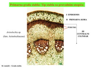 Gradja stabla 2013 | PPT