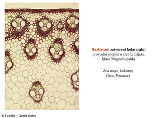 Gradja stabla 2013 | PPT