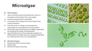 Graduation project | PPT