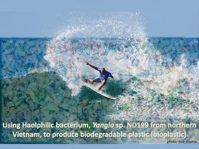 Biodegradable plastic- Graduation project. | PPT