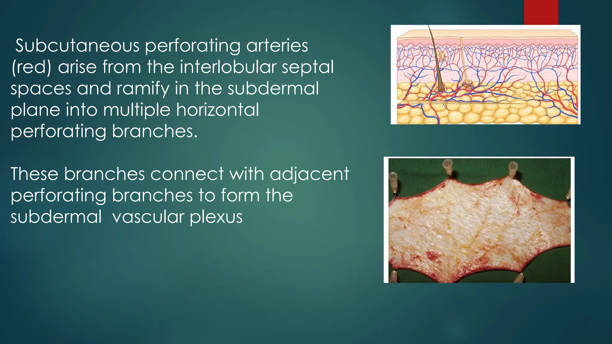 Skin-Fat Composite Grafts for Reconstructing Large Full-Thickness Skin ...