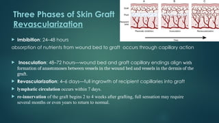 Skin-Fat Composite Grafts for Reconstructing Large Full-Thickness Skin ...