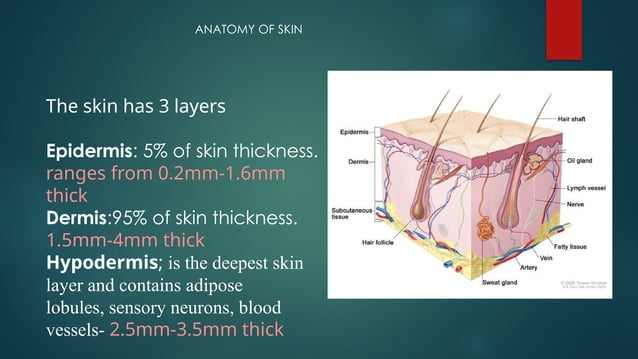Skin-Fat Composite Grafts for Reconstructing Large Full-Thickness Skin ...