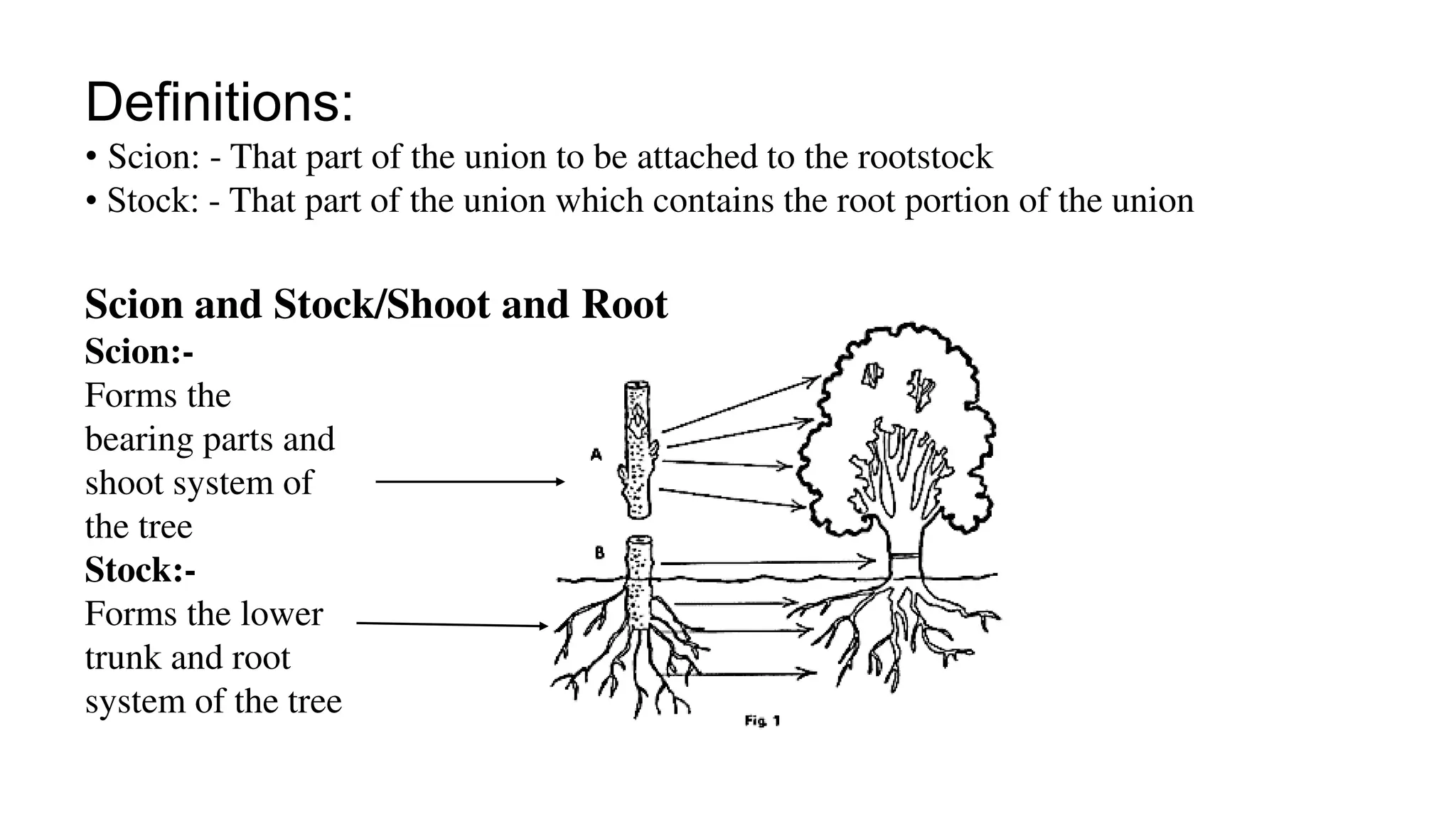 Graft Incompatibility.pdf Graft Incompatibility.pdf