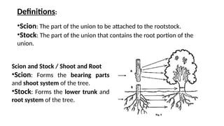 graft incompatibility and their mechanism | PPT