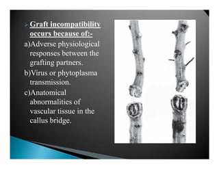 Graft incopatibility | PDF