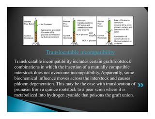 Graft incopatibility | PDF