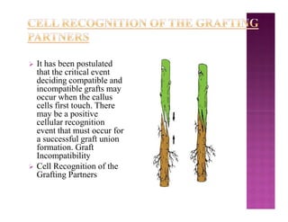 Graft incopatibility | PDF