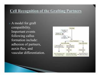 Graft incopatibility | PDF