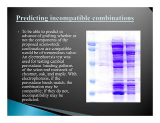 Graft incopatibility | PDF