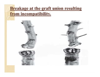 Graft incopatibility | PDF