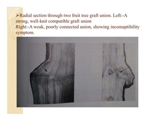 Graft incopatibility | PDF