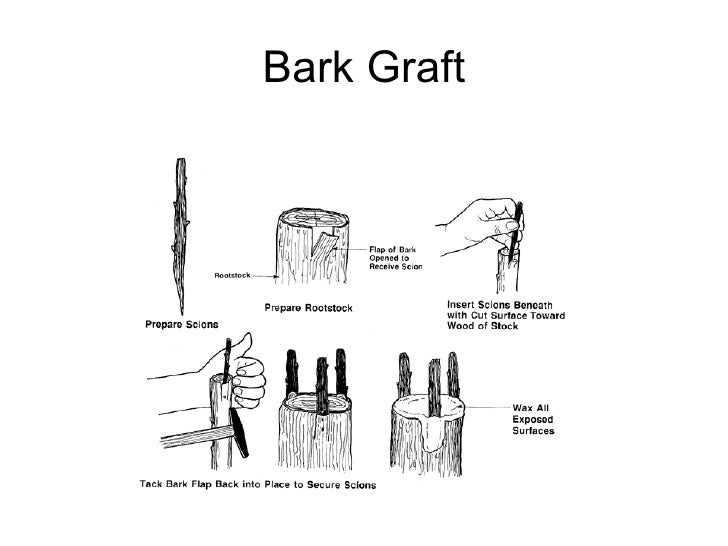 Grafting Research 22/8 | jorochfordpropagates