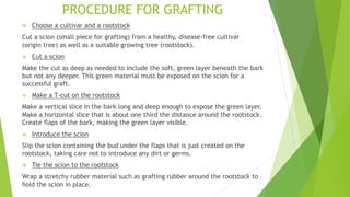 Grafting | PPTX
