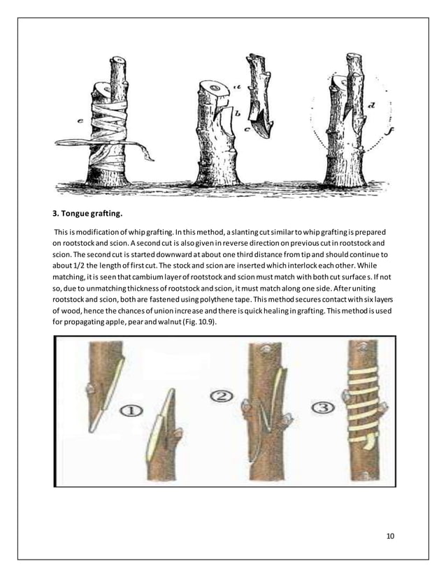 Methods Of Asexual Propagation Docx
