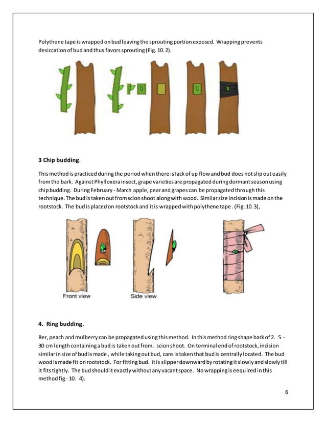 Methods Of Asexual Propagation Docx Woodworking Arts And Crafts