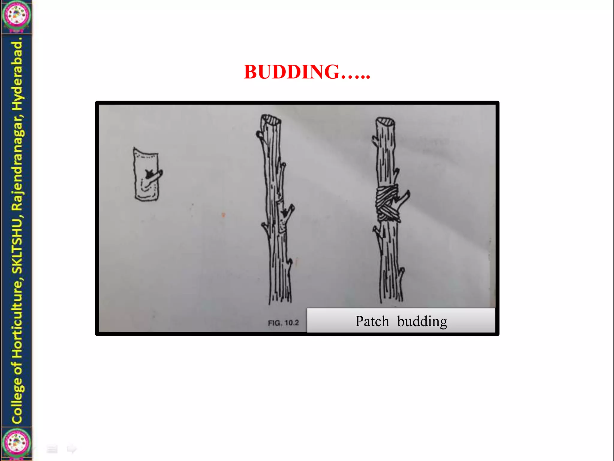 Grafting and its types in fruit crops | PPTX