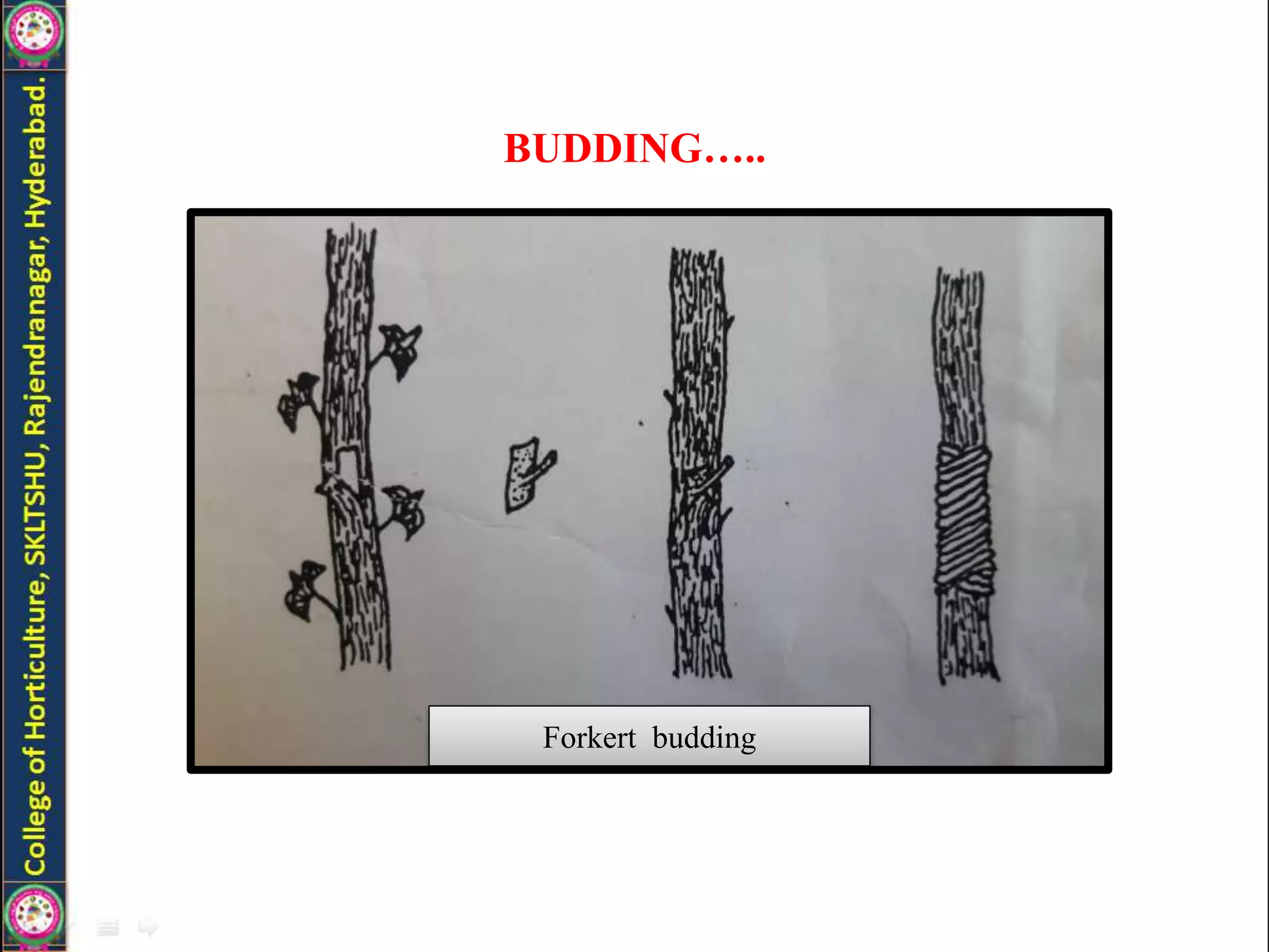 Grafting and its types in fruit crops | PPTX