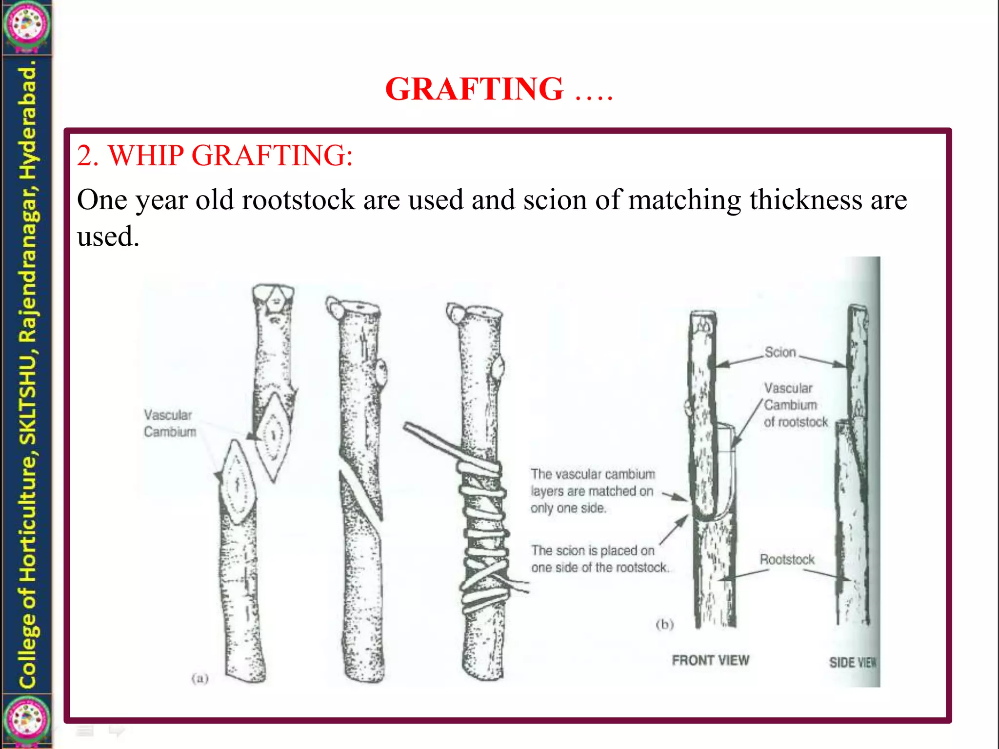 Grafting and its types in fruit crops | PPTX