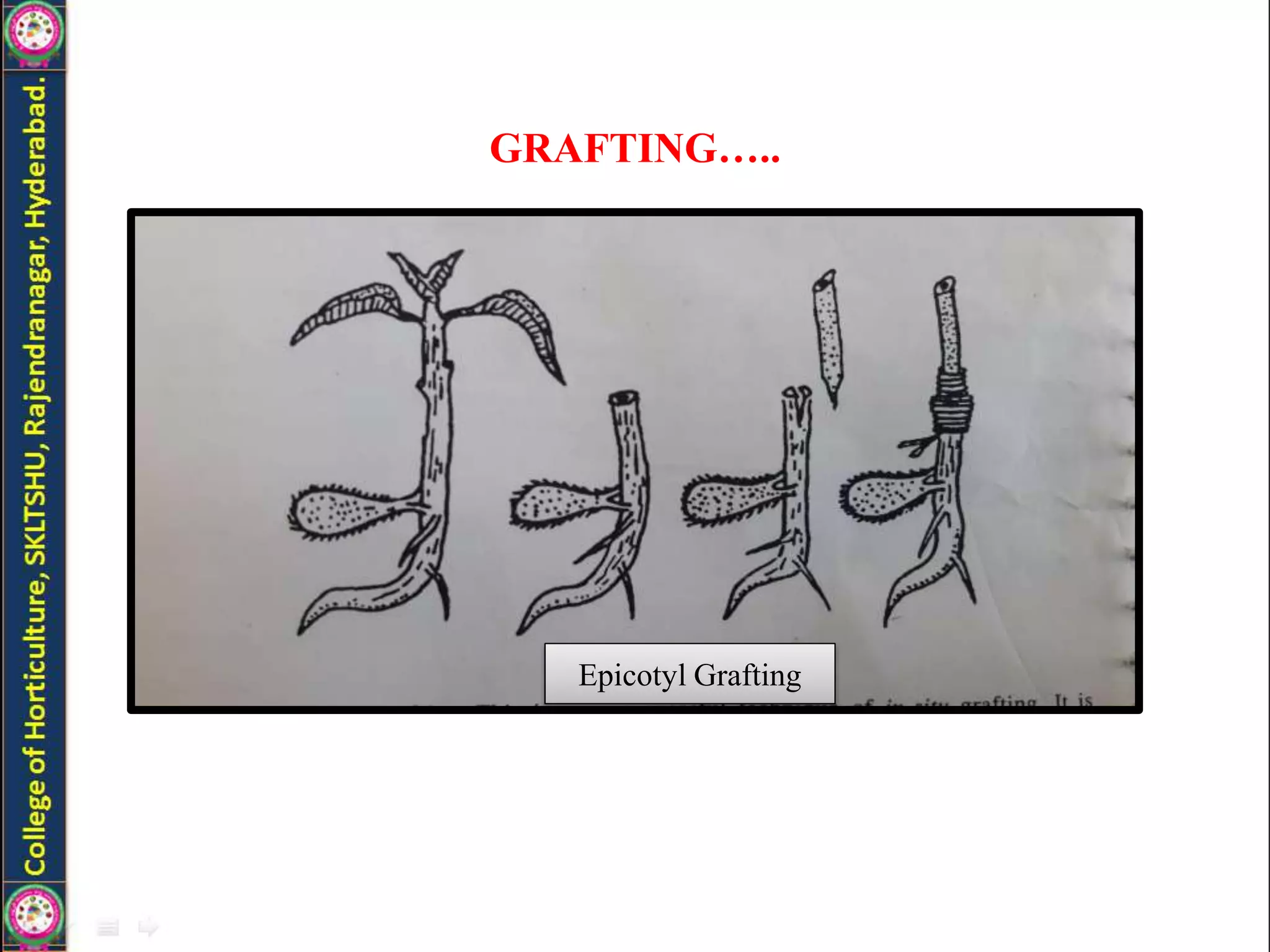 Grafting and its types in fruit crops | PPTX