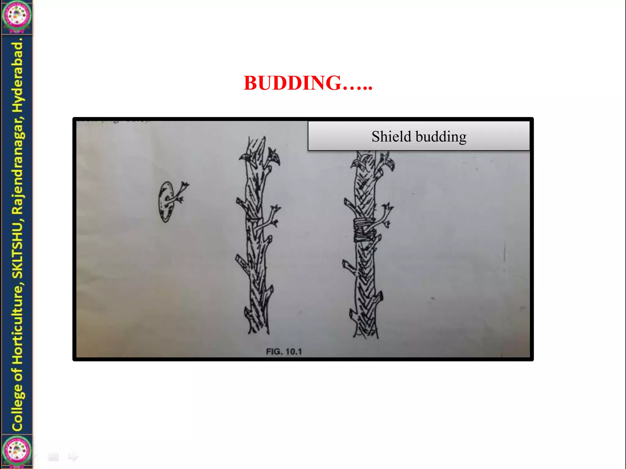 Grafting and its types in fruit crops | PPTX